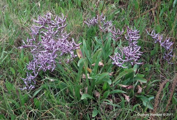 Duxbury Ramblers: July 24, 2011