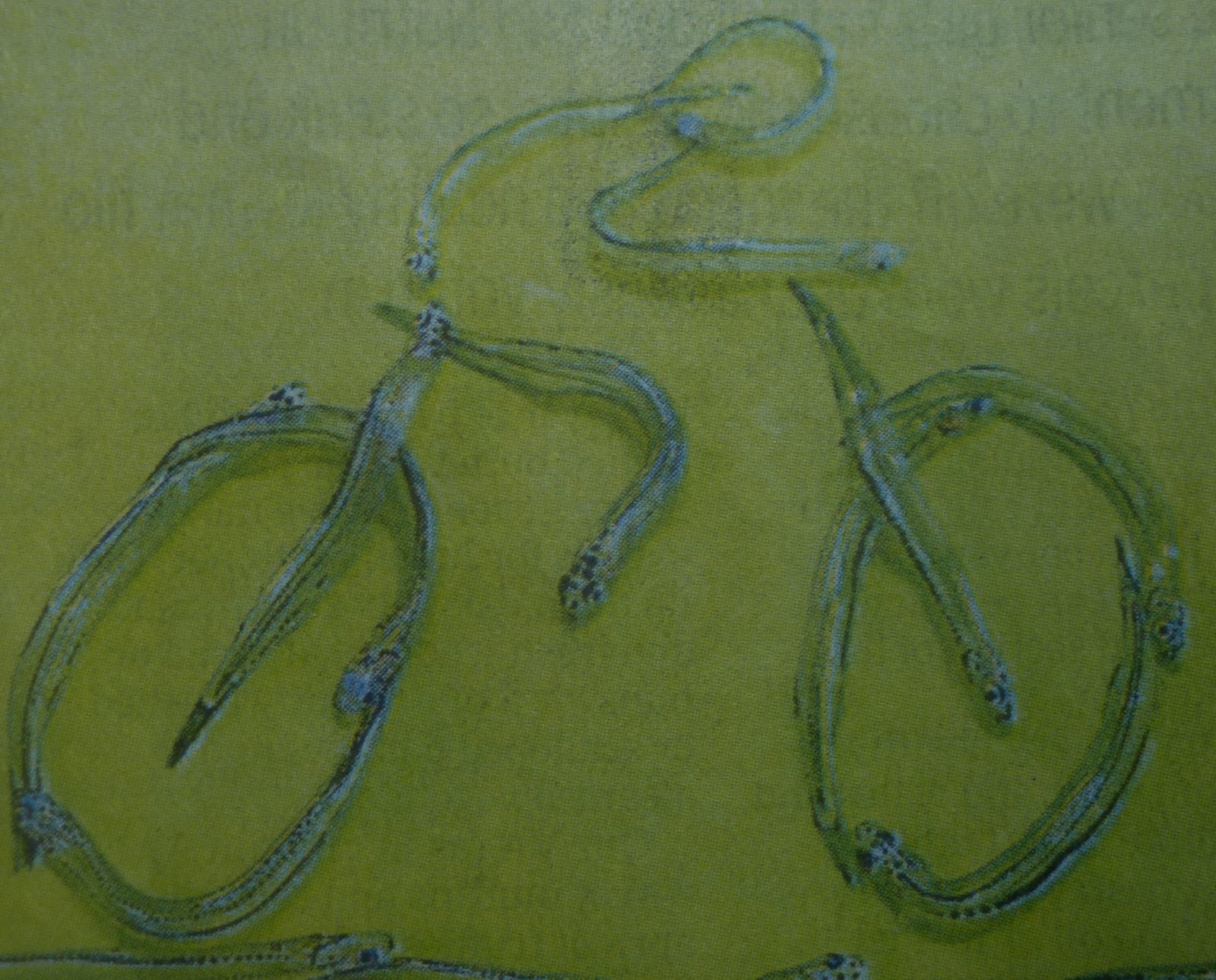 leading and learning: Whitebait Season in New Zealand - a great mini study!