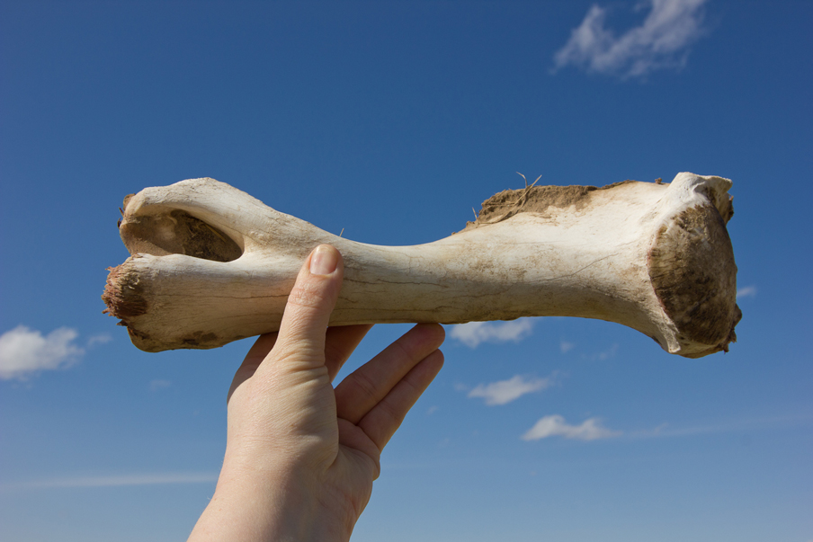 Streamin' Dreamin': Animal bones in Pryor