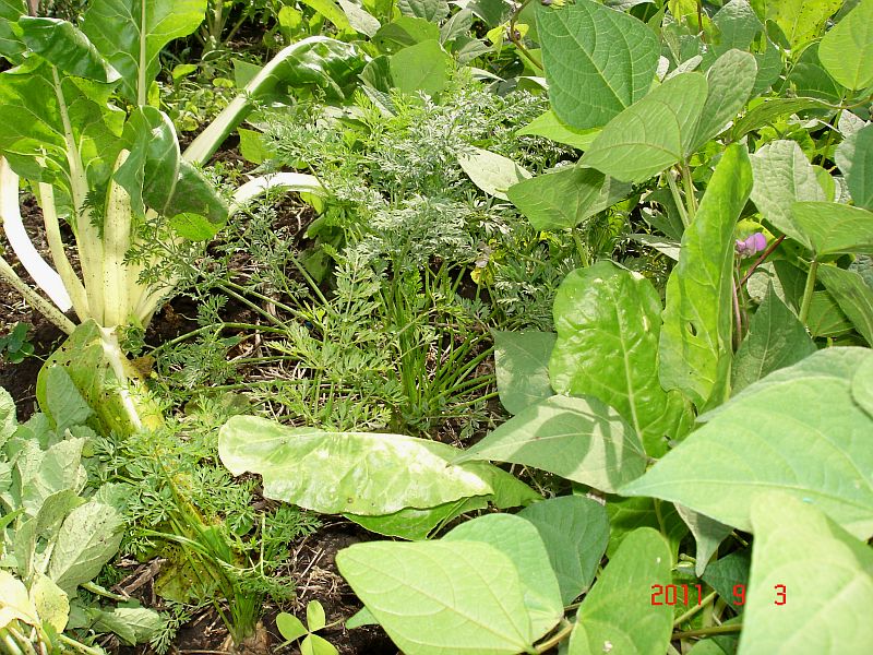 El cuexcomate: ¡A comer sano y nutritivo!