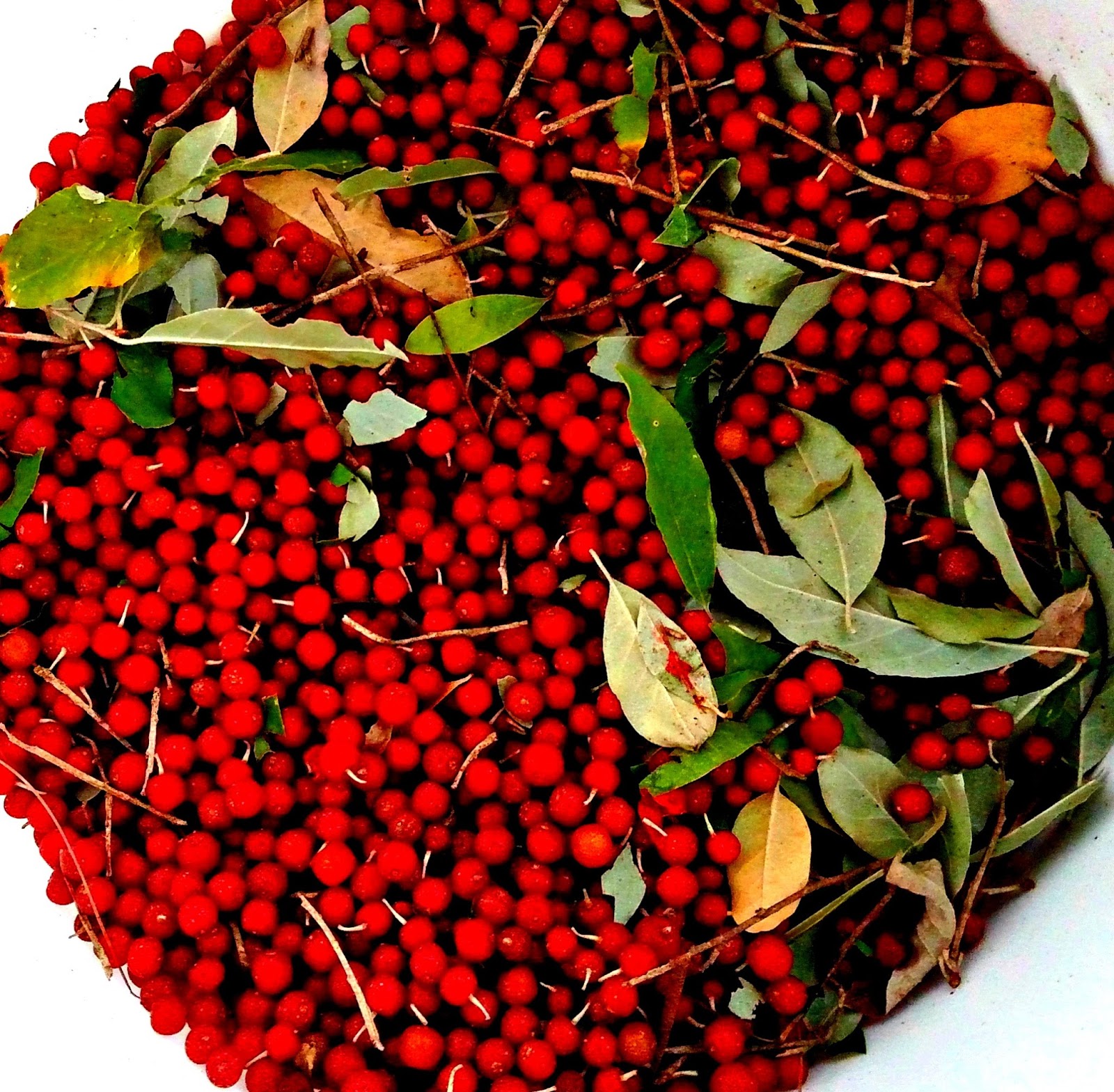 Two Bears Farm and the Three Cubs: Autumn Olive Jelly