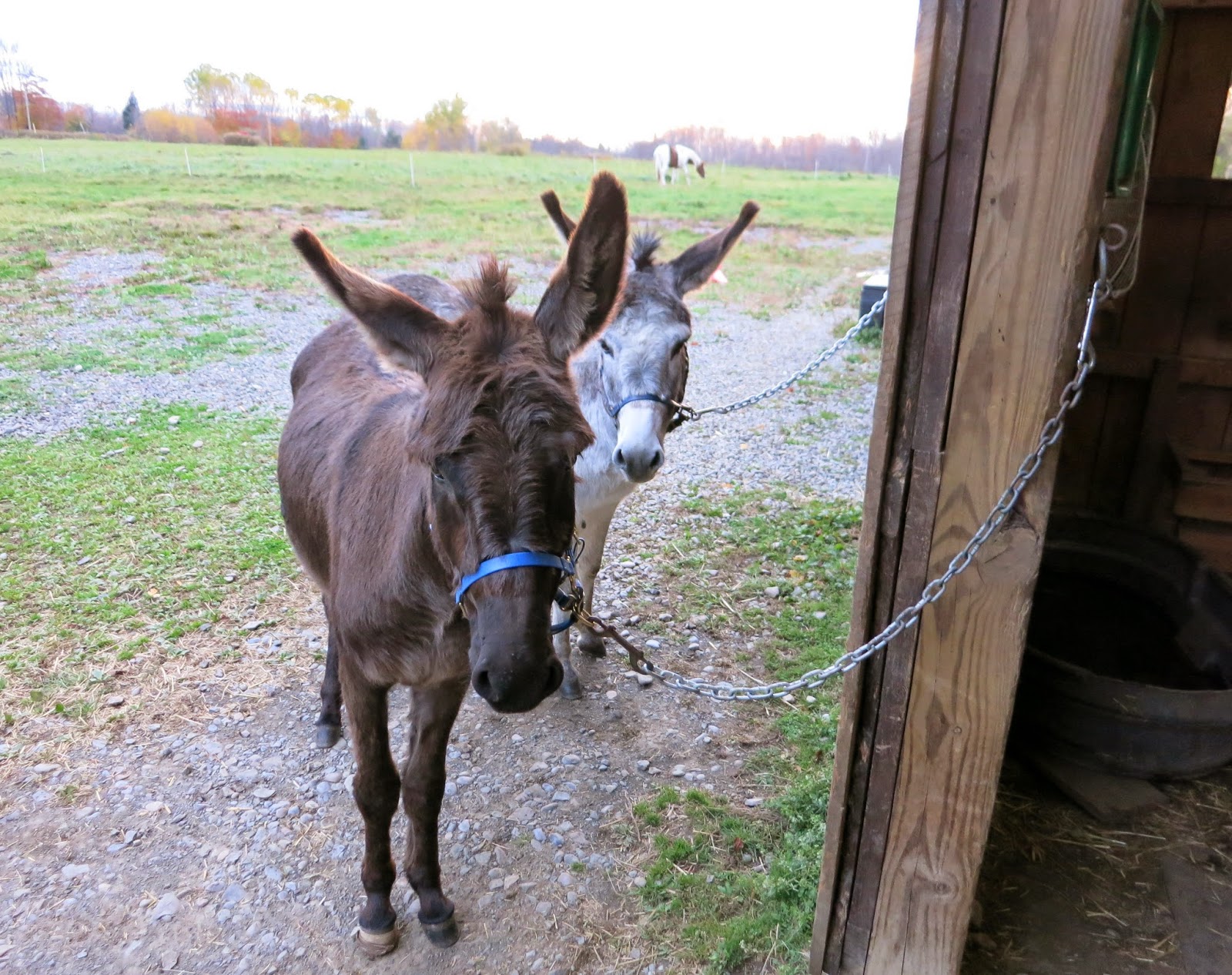 The Dancing Donkey: October 2014