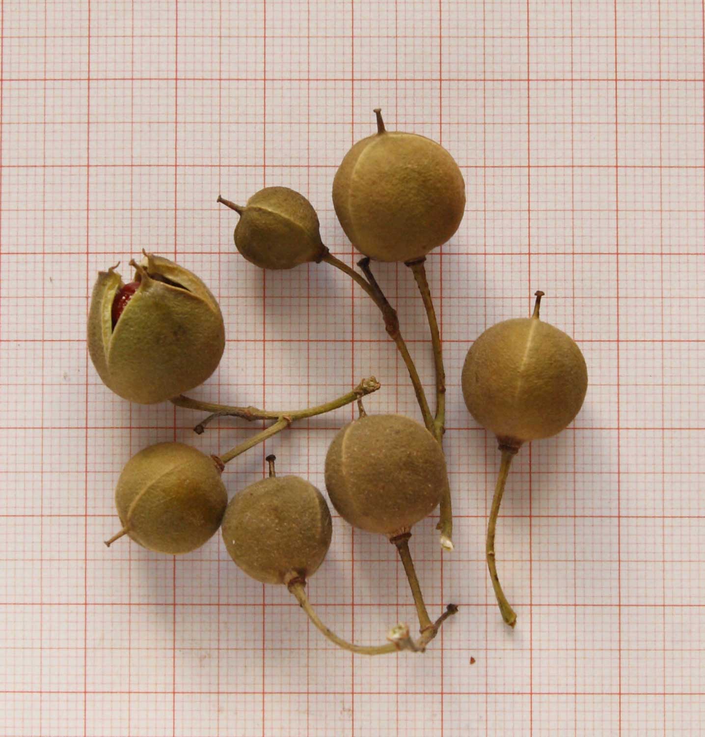 PRODUCCIÓN DE PLANTAS DE VIVERO