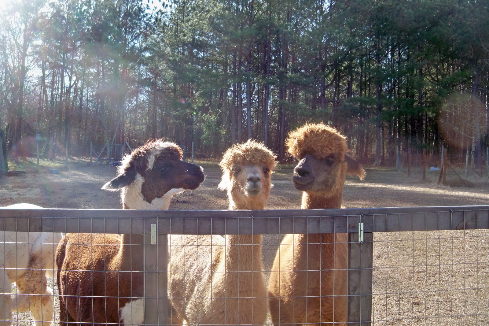 Moonglow Alpaca Farm