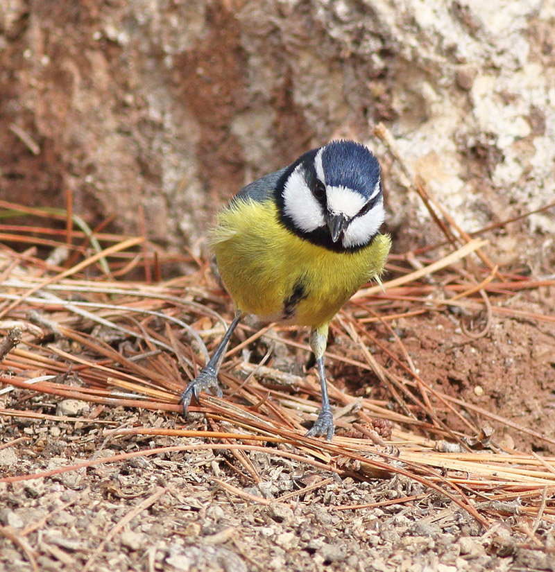 Greater Kent Birder: Tenerife - A chance for some warm Bird Watching in ...