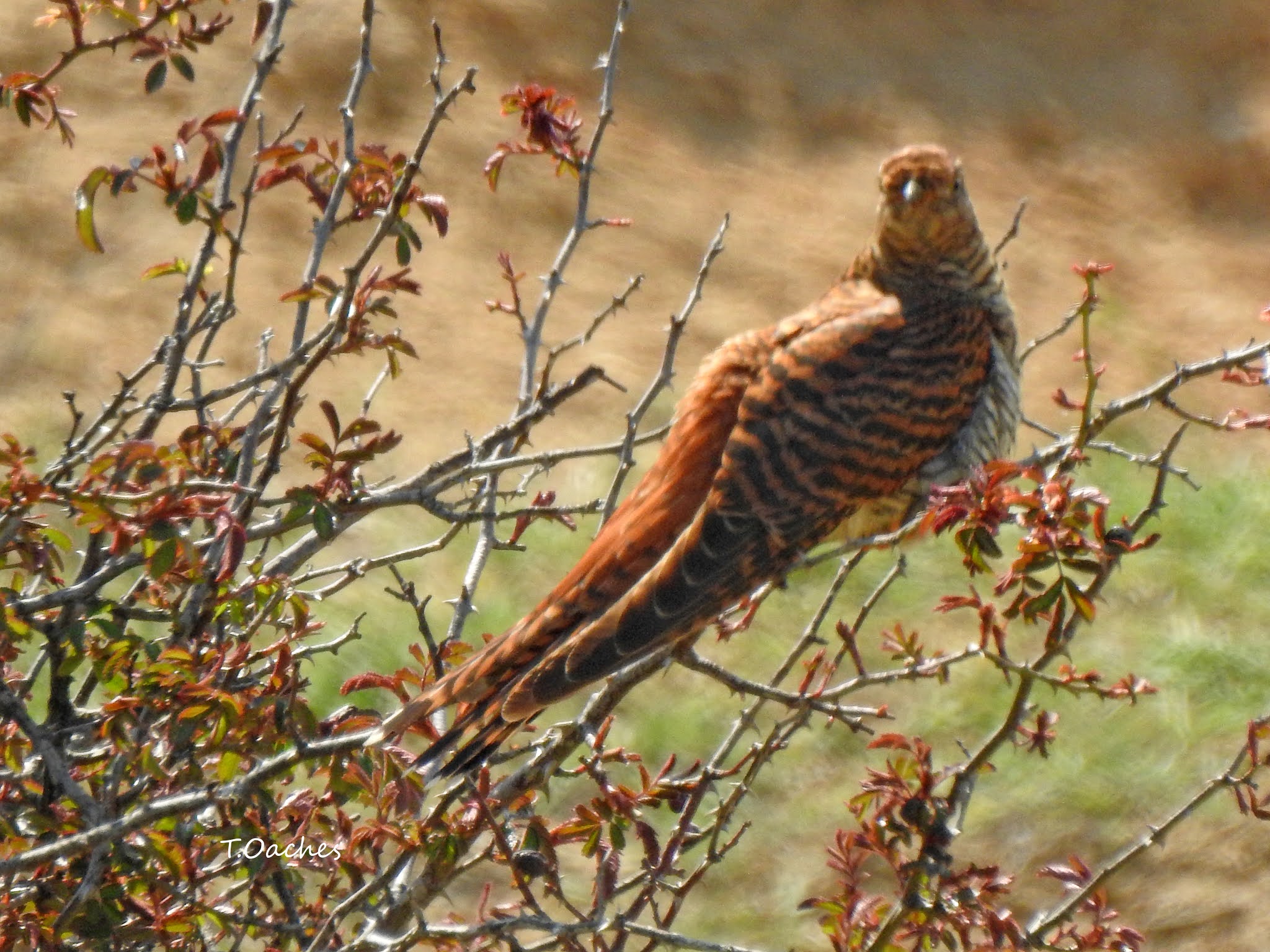 PASARI DIN ROMANIA: CUCUL (1), Cuculus canorus