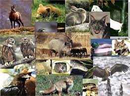 Ecosistemas de México: Matorrales