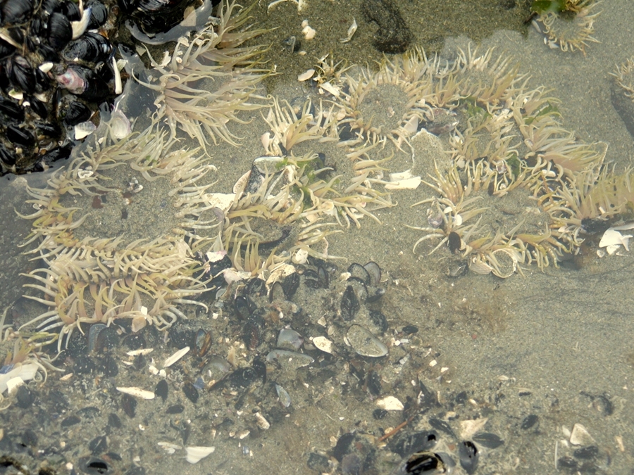 photographing New Zealand: critters and scenes