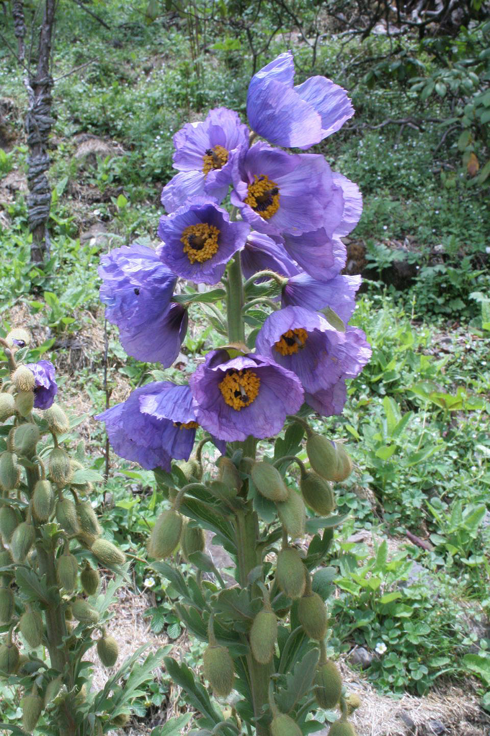 Meconopsis World - A Visual Reference: Meconopsis violacea