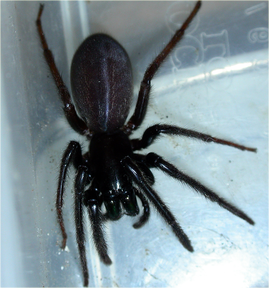 Arachnerds: Segestria florentina - Tube Web Spider