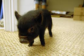 Have You Considered a Tea-Cup Pig as Pet? | Animal Literature