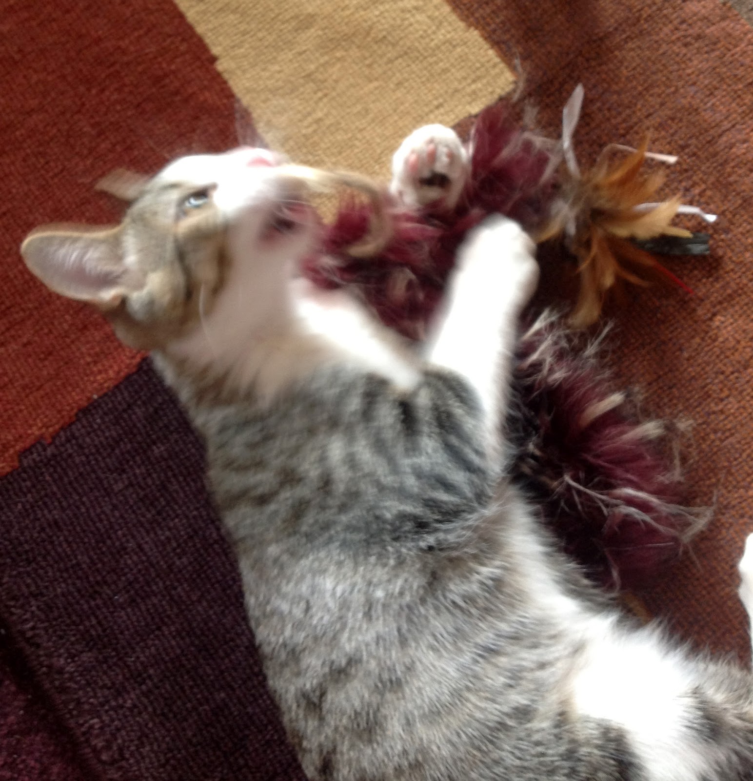 Cat Patches: Binary Cat