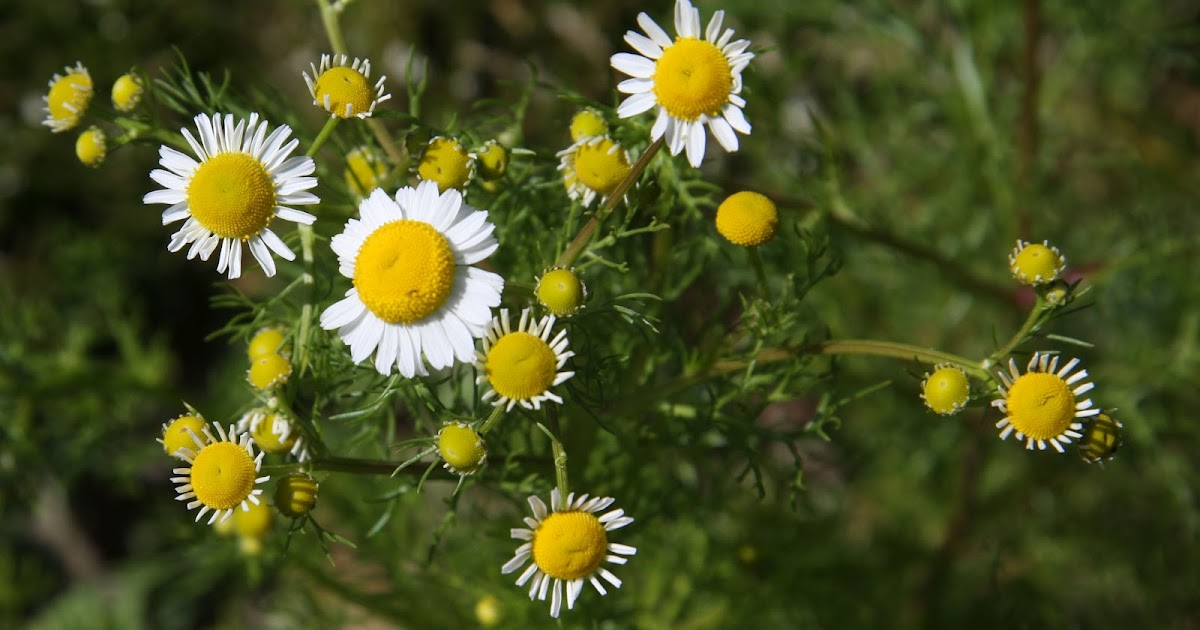 ___A la sombra de Corylus: La manzanilla