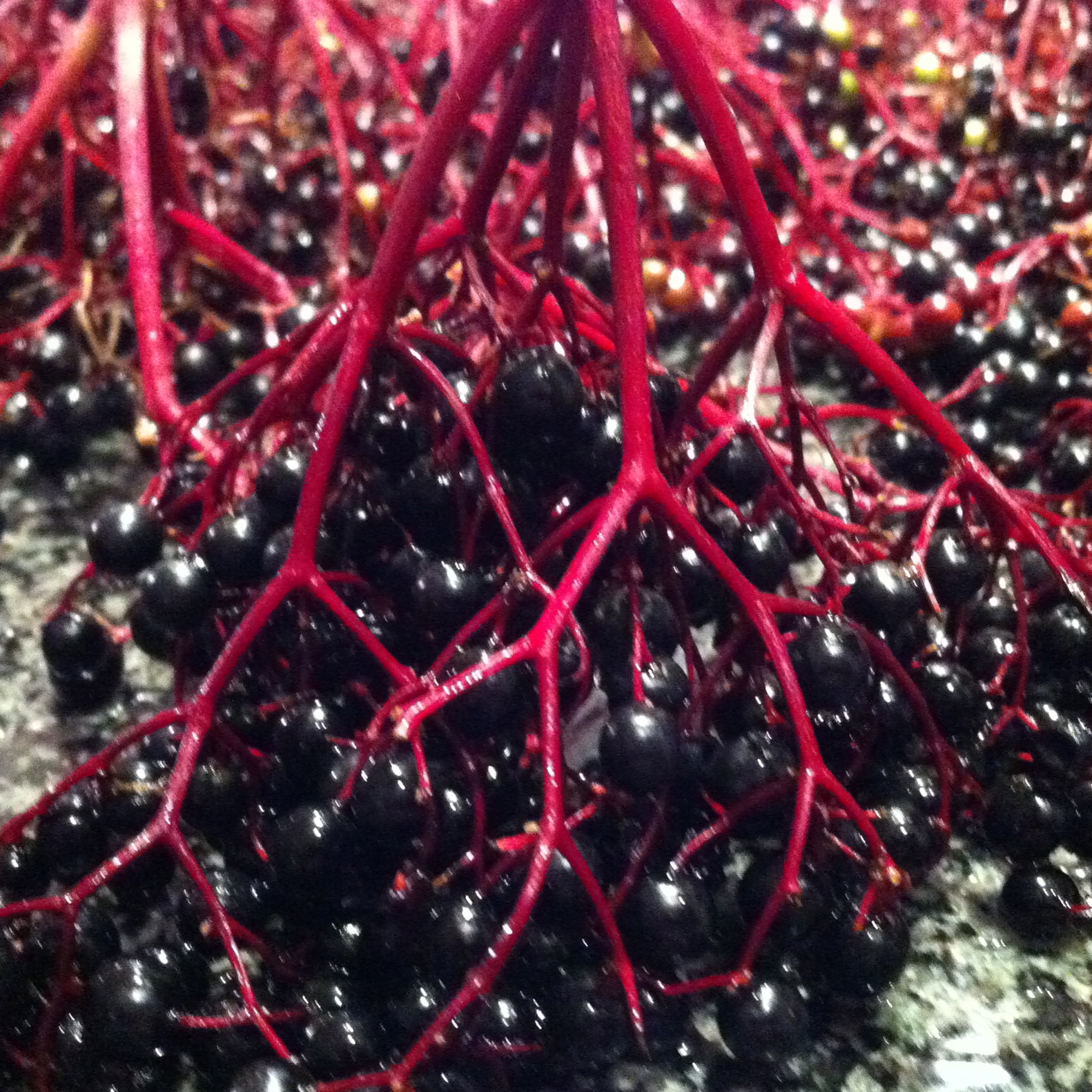 Pâtisserie Nadine: Holunderbeeren-Sirup