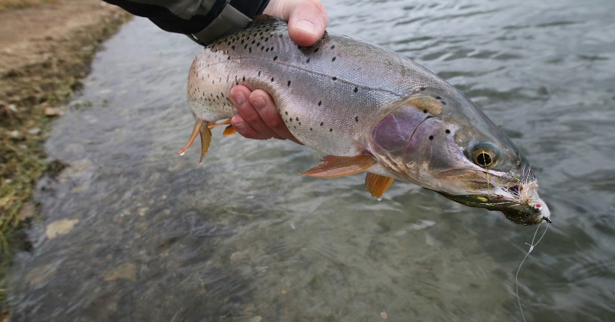 River Menace: Long time no fish