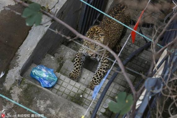Photos: Wild Leopard escapes from zoo, wanders on the streets of Nepal