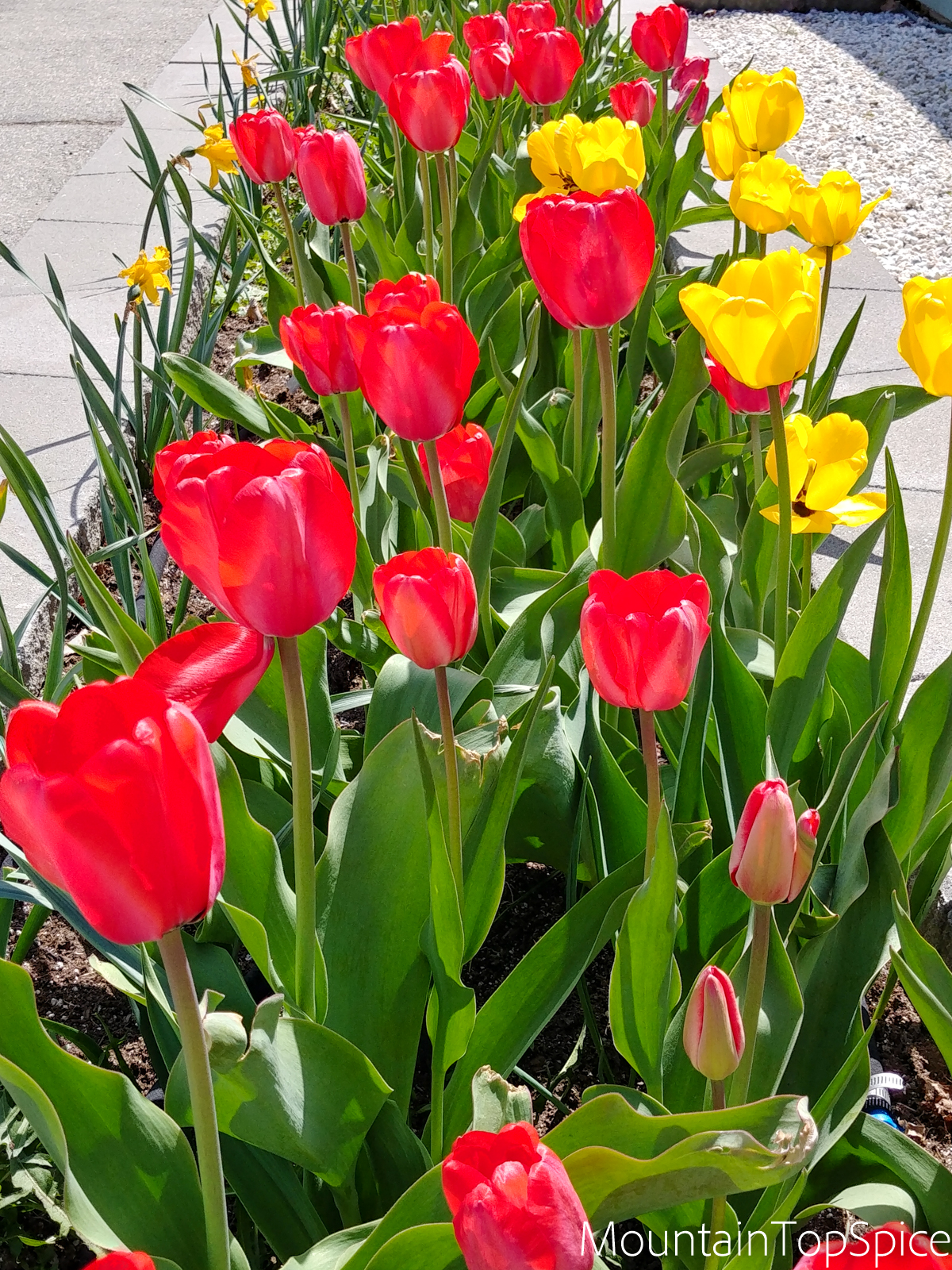 Spring's Laughter | Mountain Top Spice