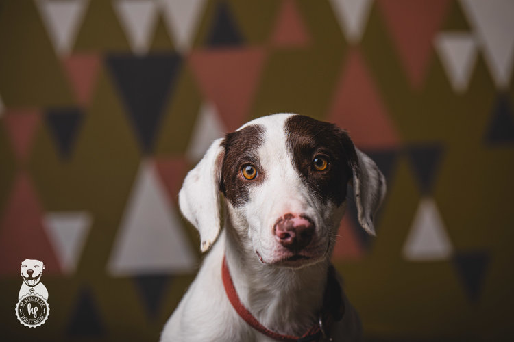 Shelter Dogs of Portland: "PRIMROSE" petite pretty and sensitive ...