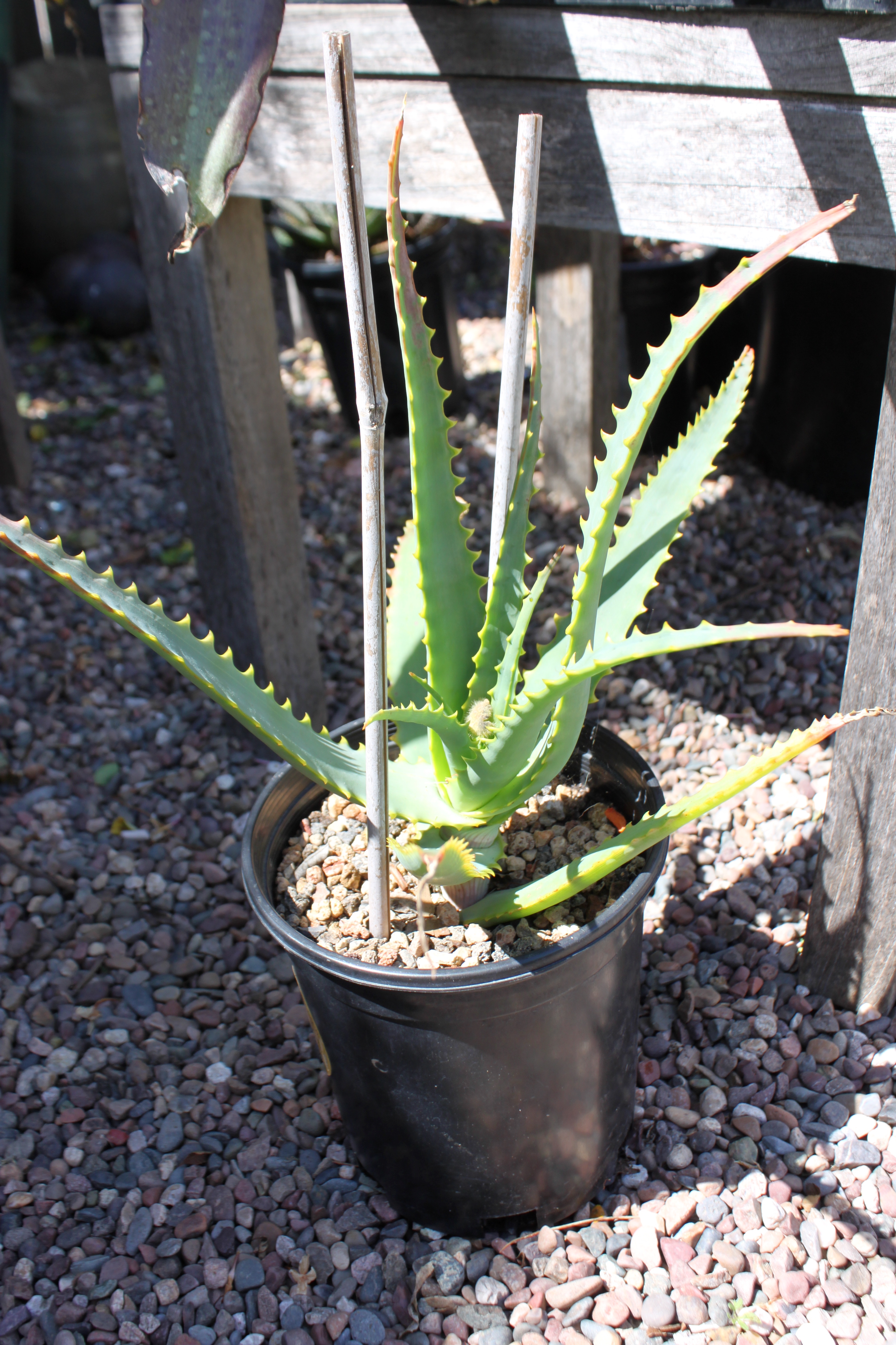 Growing Aloe mutabilis