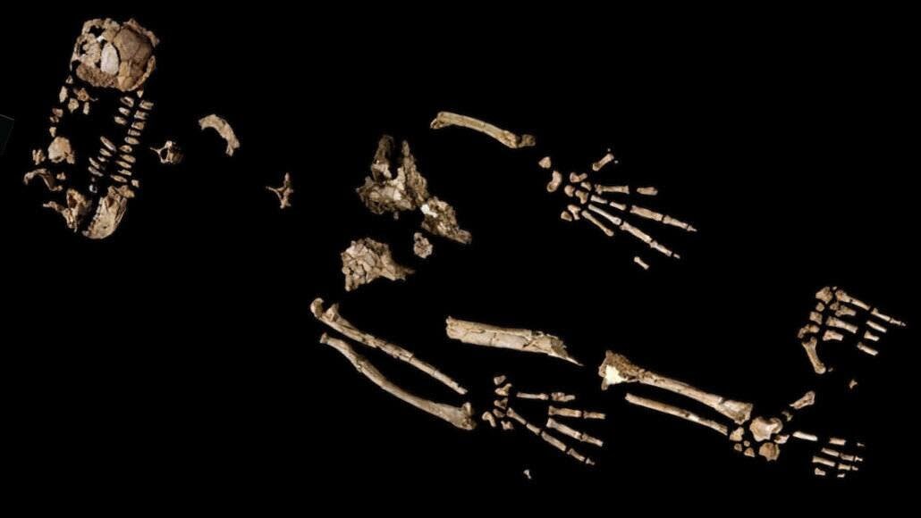 The birth of Modern Man: A 4.4 million-year-old skeleton could reveal ...
