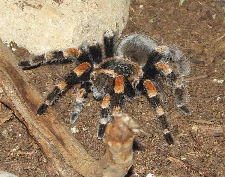 Para saber mas, sobre las mascotas.: Tarantula