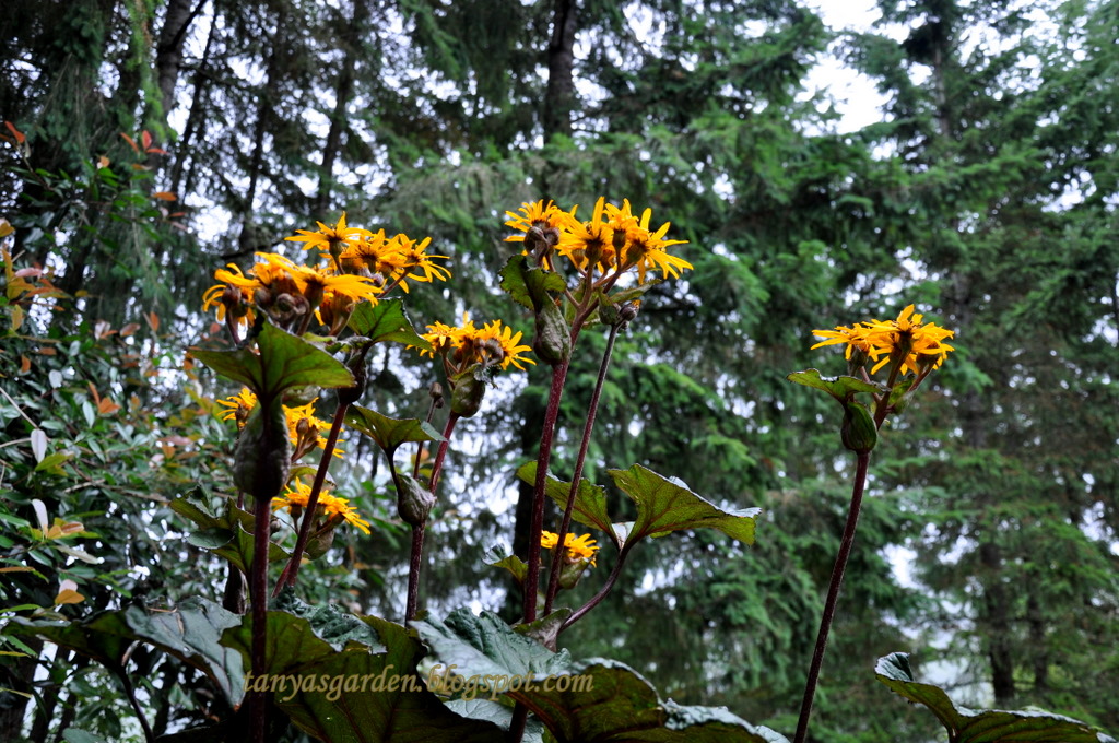 MySecretGarden: Ligularia Blooming