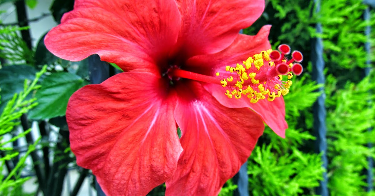 Cittaslow Botanik Park: JAPON GÜLÜ ( Hibiscus rosa-siensis )