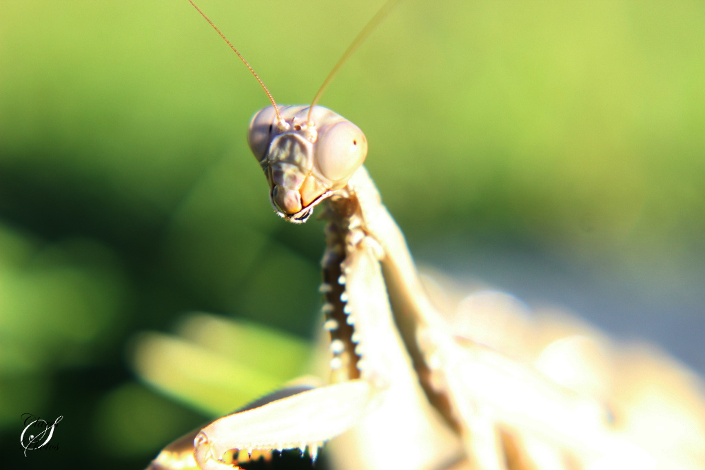 Clare's Spot: Photo Shoot With a Praying Mantis