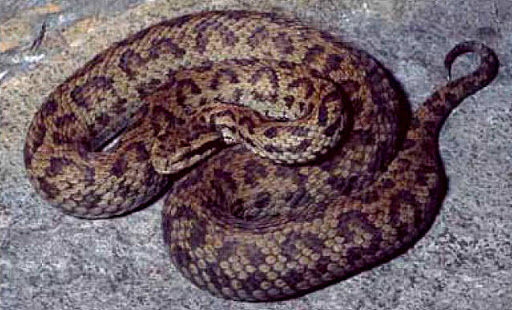 Snakes of Medical Importance in Nepal - GITAB » Online Loksewa Test