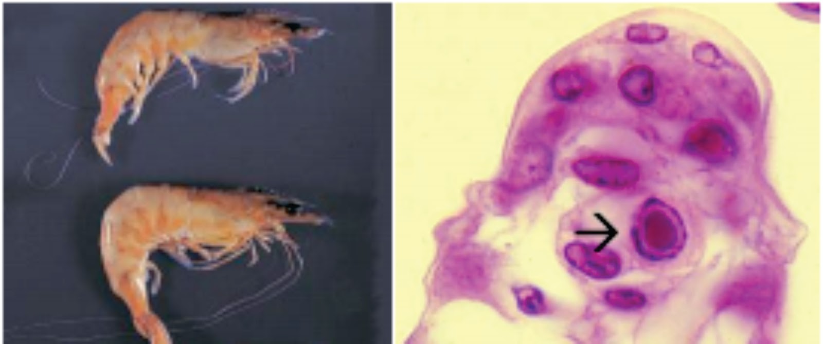 Penyakit Virus Pada Ikan : Infectious Hypodermal and Hematopoietic ...