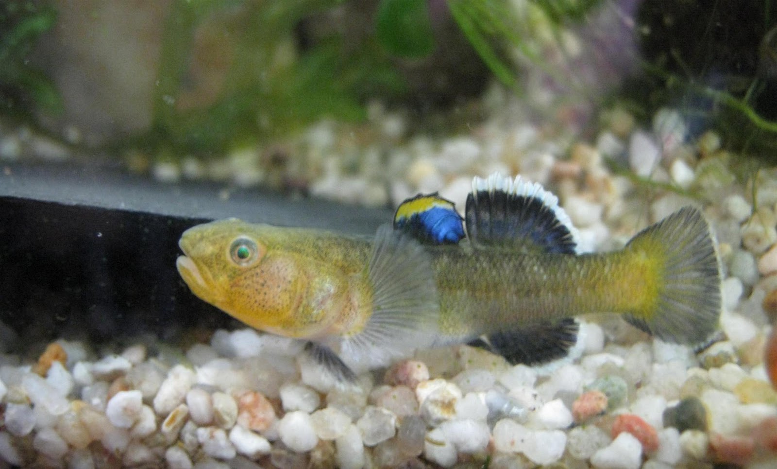 Le Gobie du désert (Chlamydogobius eremius)