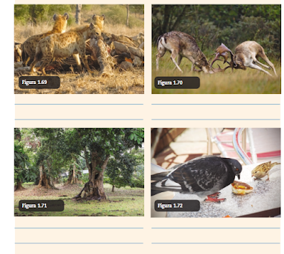 INTERACCIONES EN LOS ECOSISTEMAS : PROCESO