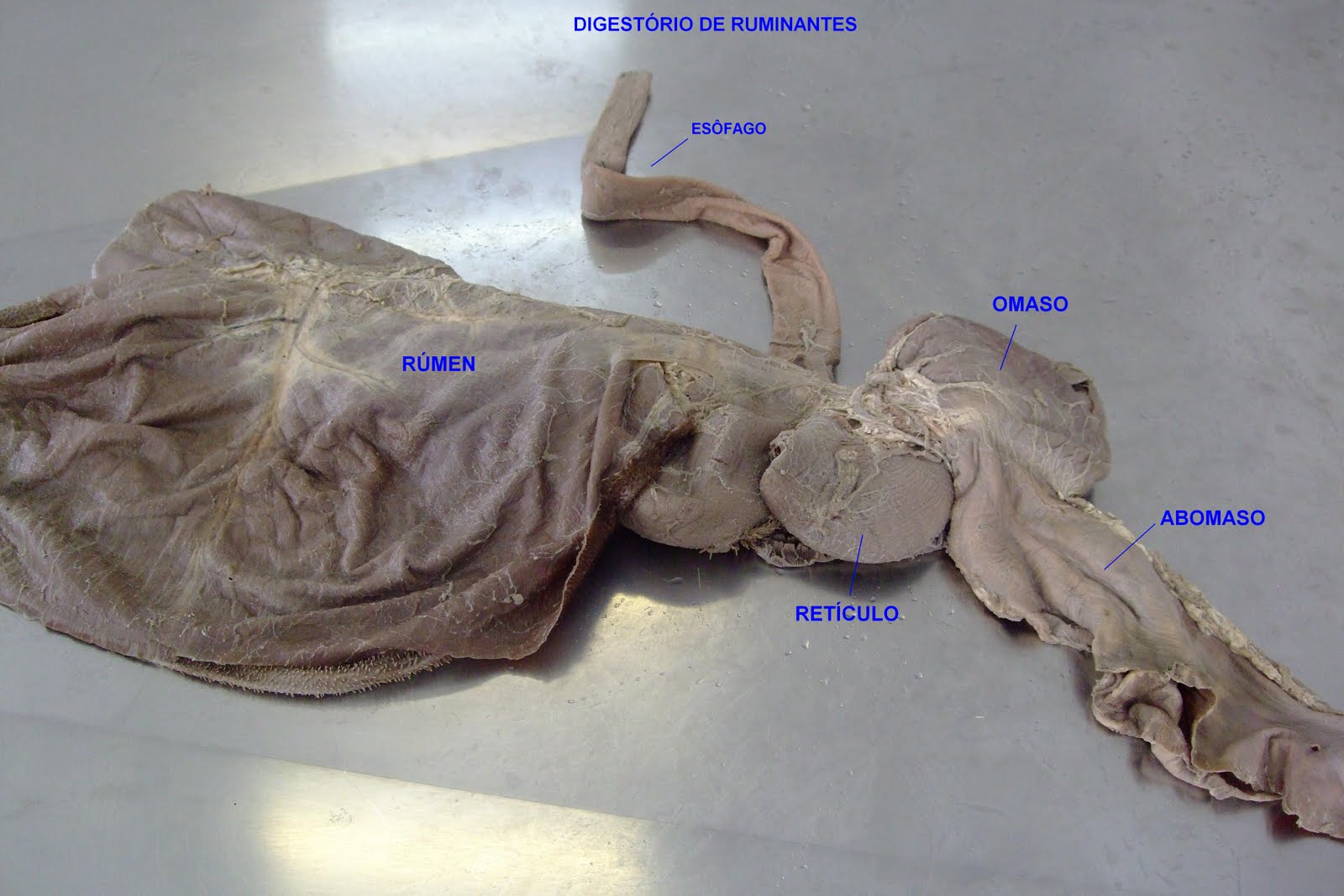 Medicina Veterinária: Anatomia - Sistemas Orgânicos