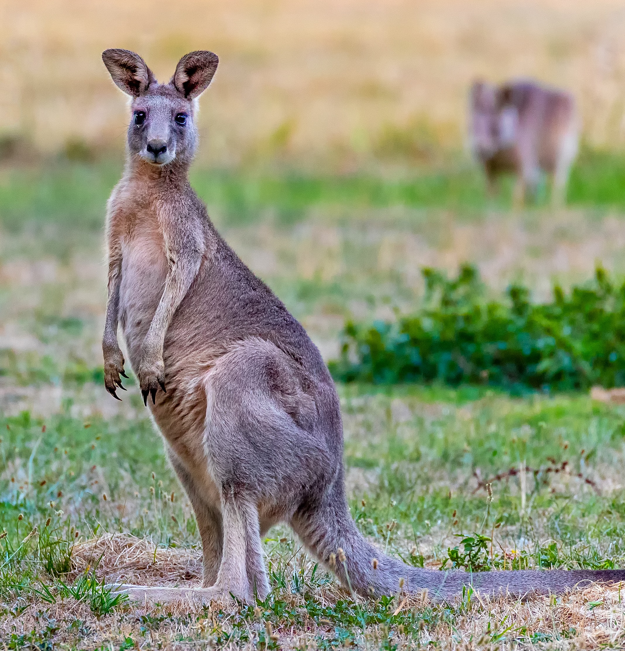 Kangaroo-saveforforest