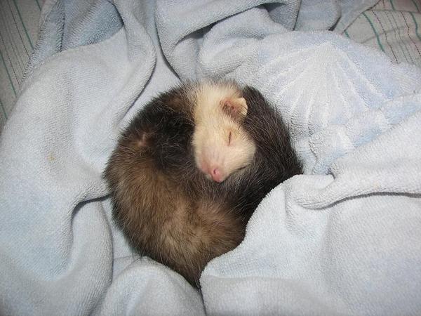 Dihorul: Poze amuzante cu Dihori