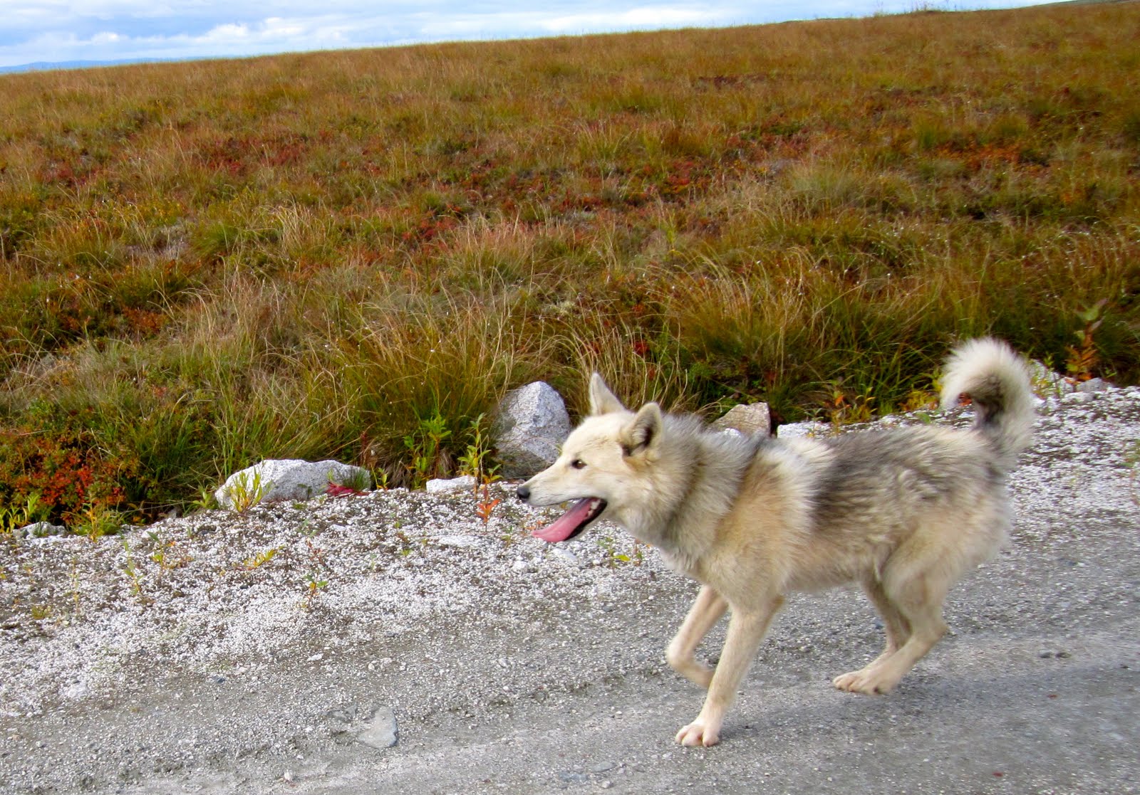 Walker Alaskan Ranger: Hiking the Tundra