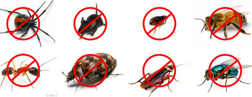 What to Do If You See Ticks In Your Home?