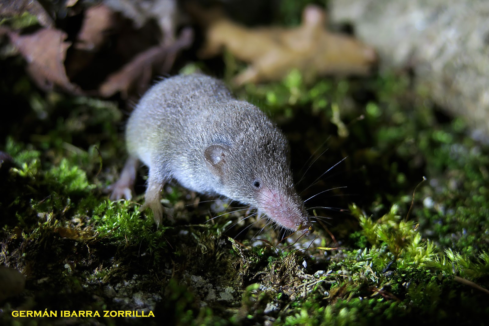 FAUNA COMPACTA el blog de Germán Ibarra Zorrilla: Musaraña gris ...
