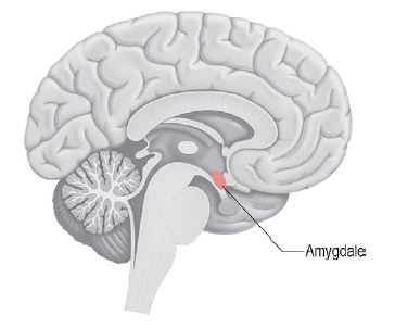 Blog Le Souffle du Menhir: Le cerveau triunique
