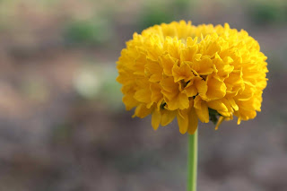 Top 10 Marigold flower || Galgota Flower Stock Photos - Photo Grapher