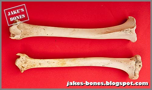 The puzzle of the three-legged deer : Jake's Bones