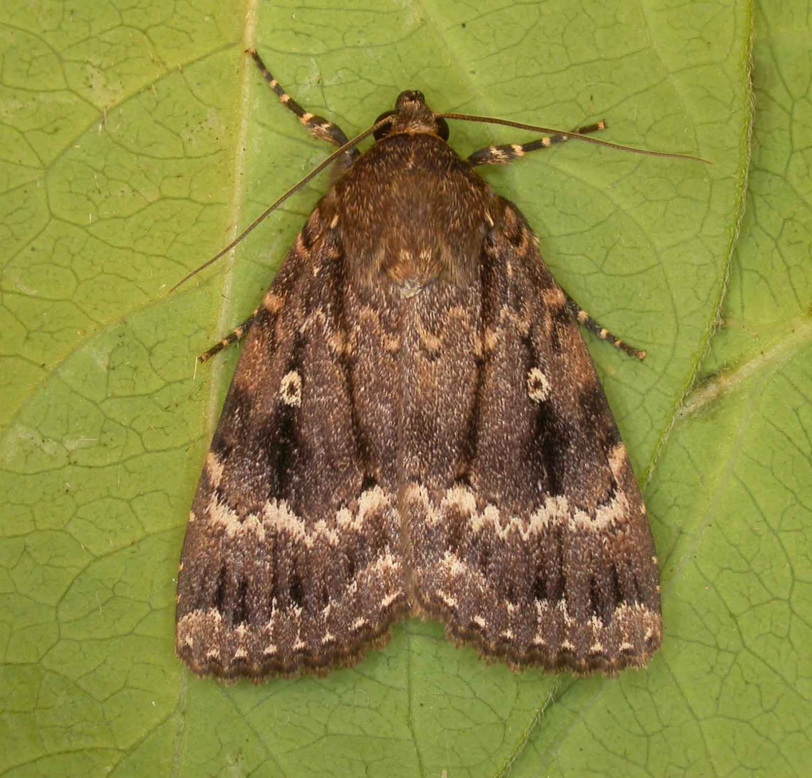 Darley Dale Wildlife: Copper Underwing