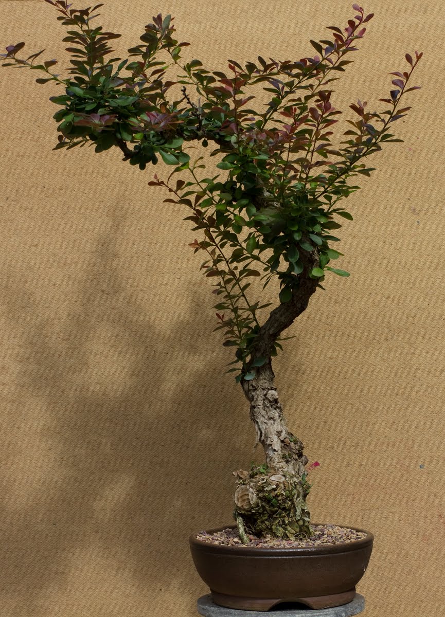 Matthew Holt's Artistic Endeavors: Barberry literati bonsai update