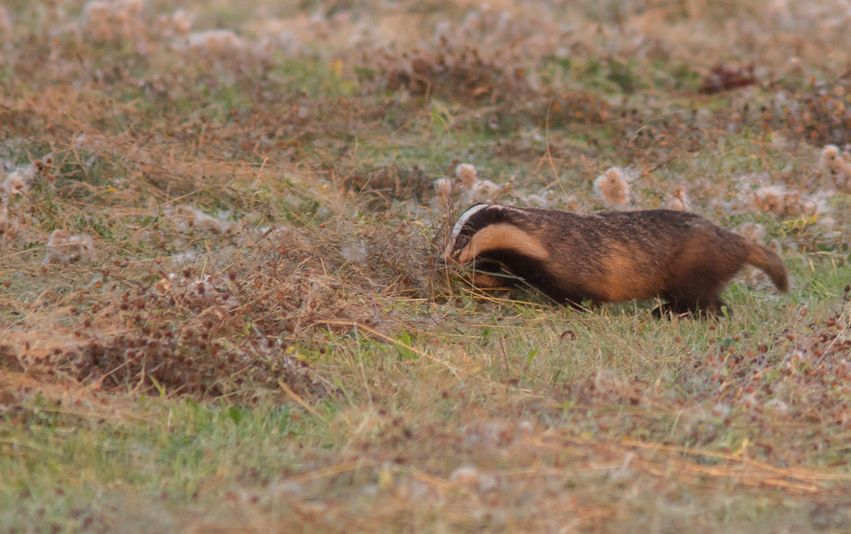 Weedon's World of Nature: Evening Badger snuffles