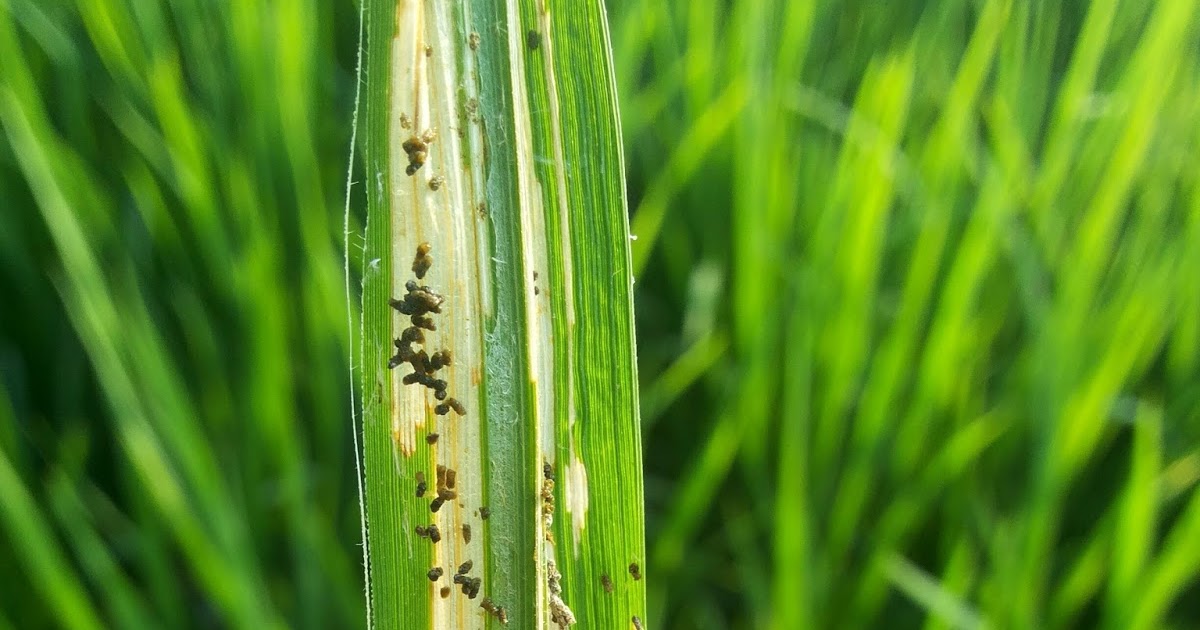 Hama Penggerek Daun Padi, Benarkah??