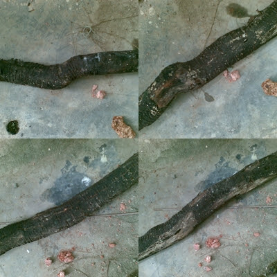 Cacat Pada Kayu - Dhadho.Smanda