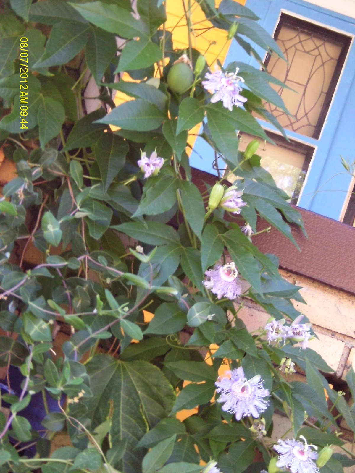 Possibilitarian Garden: Ode to the Maypop!