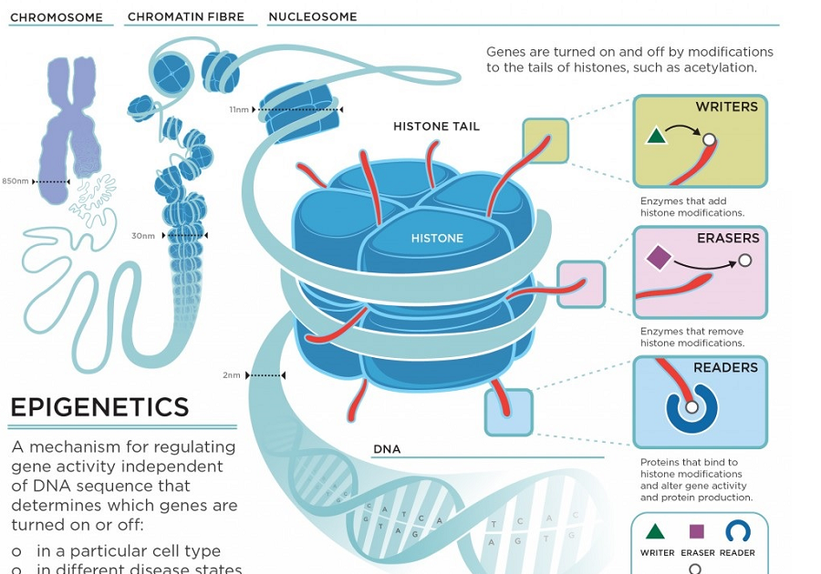Medical Fact News: Role of Epigenetics in Biology - Advancing ...