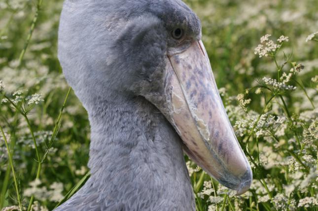 National Geographic: LOS 3 ANIMALES MAS RARO