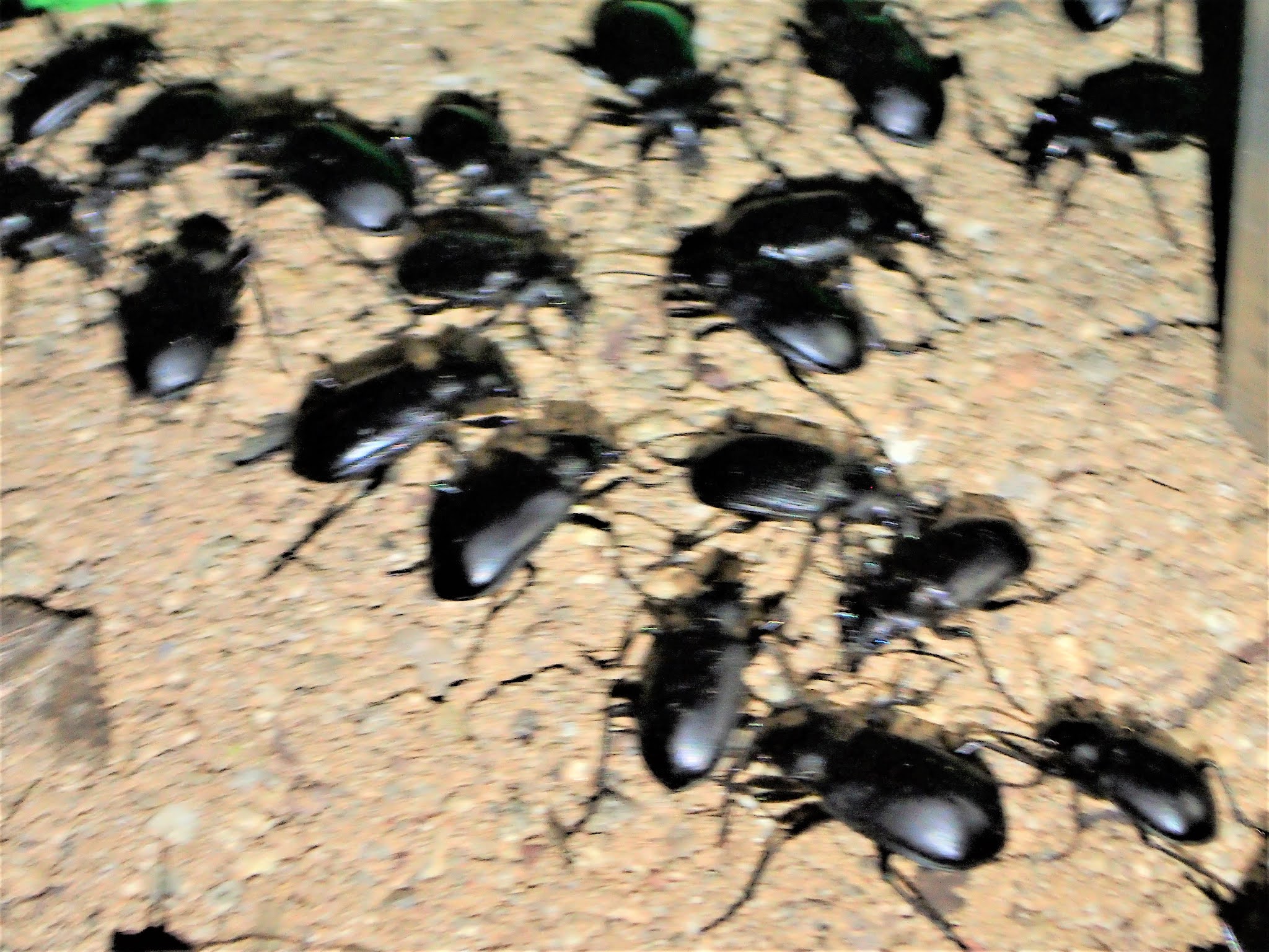 Arizona: Beetles, Bugs, Birds and more: Population Explosion of the ...